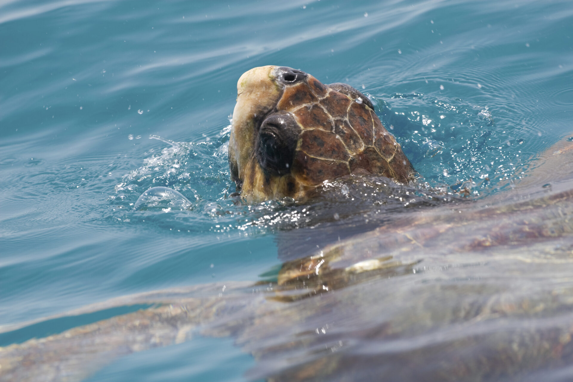Marco Island Wildlife: Top 5 Wild Animals You Can See in Paradise