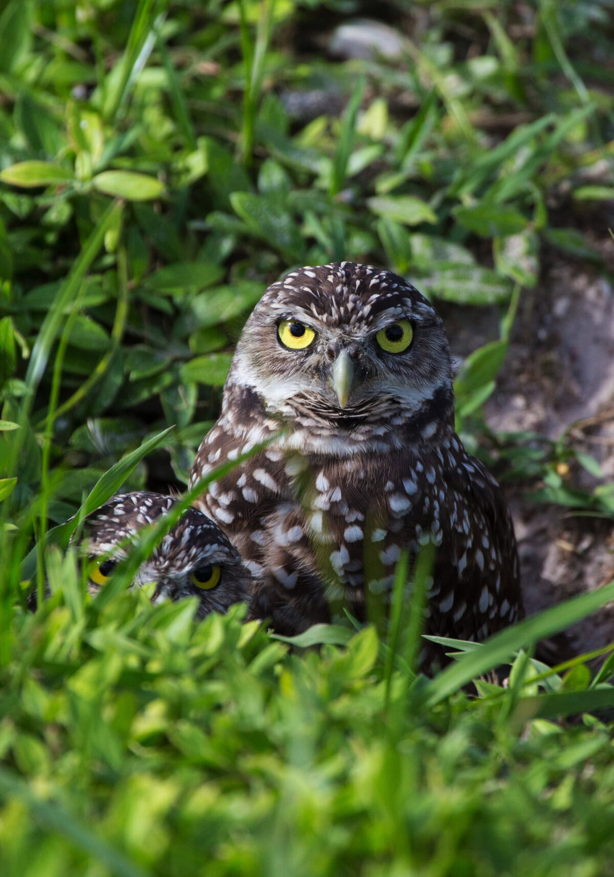 Birds of Marco Island: Burrowing Owl