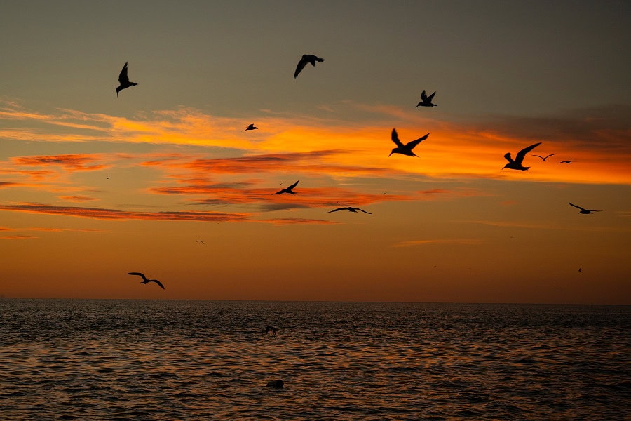 Marco Island Tide Chart — Weekly Tides, Sunrise & Sunset | The Marco Review